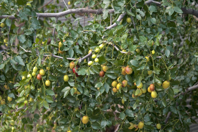 Jujube image stock. Image du arbre, agriculture, chinois - 33635225