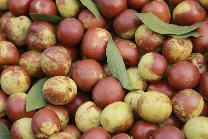 Date jaune fraîche photo stock. Image du branchement - 34322982