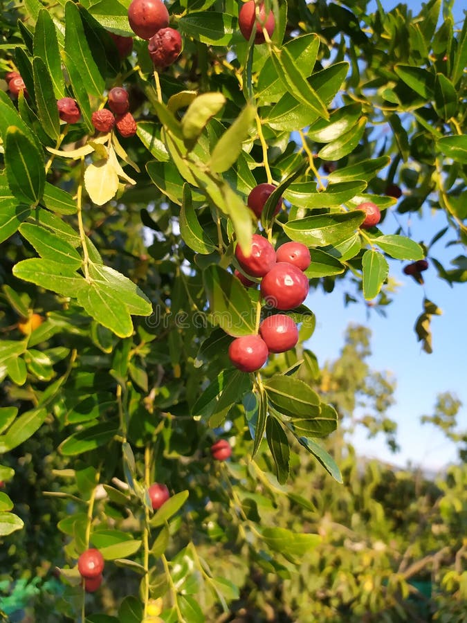 Jujube fruit in the tree stock photo. Image of jujube - 157848278