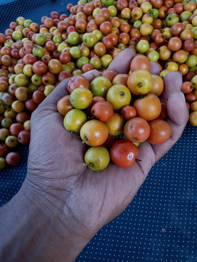 Ber & X28;jujube& X29; Fruits in Hand for Selling Stock Photo - Image ...