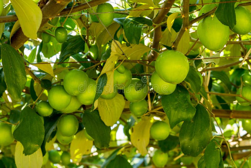 Fresh Indian Jujube stock photo. Image of mauritiana - 83731978