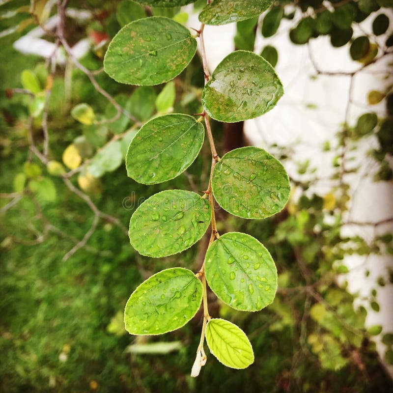 Jujube Leaves Plant Isolated On White Background Have Clipping Path ...