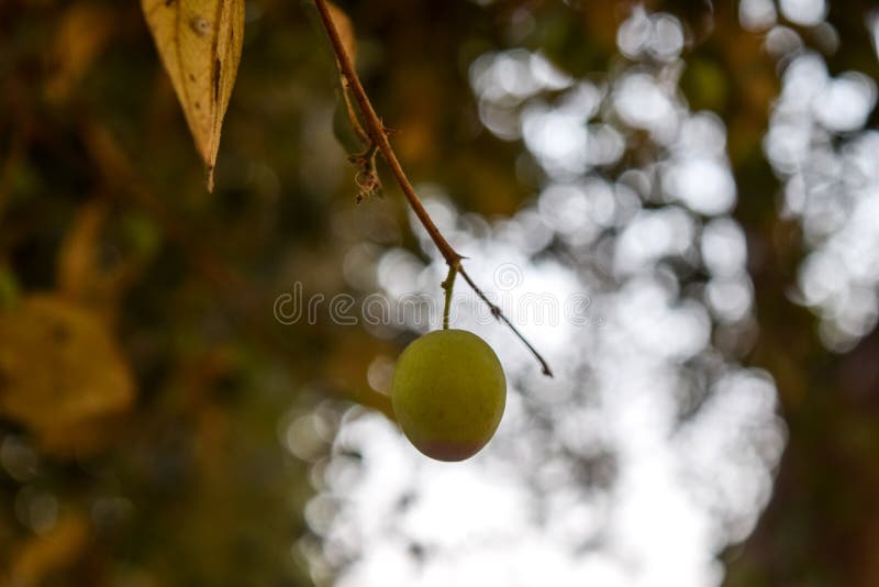 Jujube stock image. Image of jujubes, round, health - 160536025