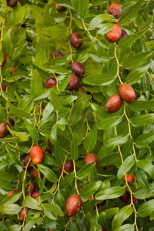 Jujube Tree Care How To Grow A Jujube Tree | atelier-yuwa.ciao.jp