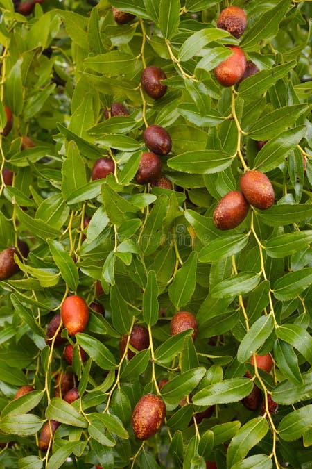 Jujube tree stock photo. Image of leaf, dieting, grow - 17014328