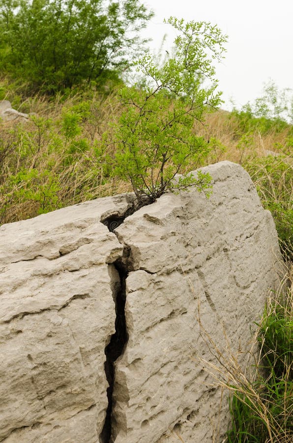The Jujube Tree Grows in Crevices Stock Image - Image of power, jujube ...