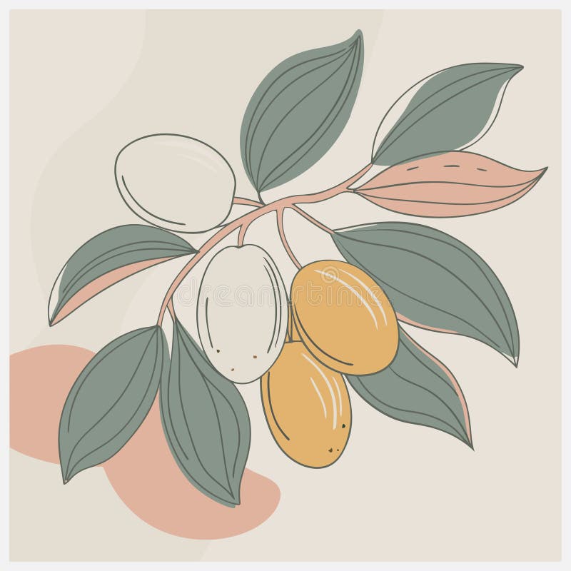 Jujubes Ziziphus Vector Illustration Stock Vector - Illustration of ...