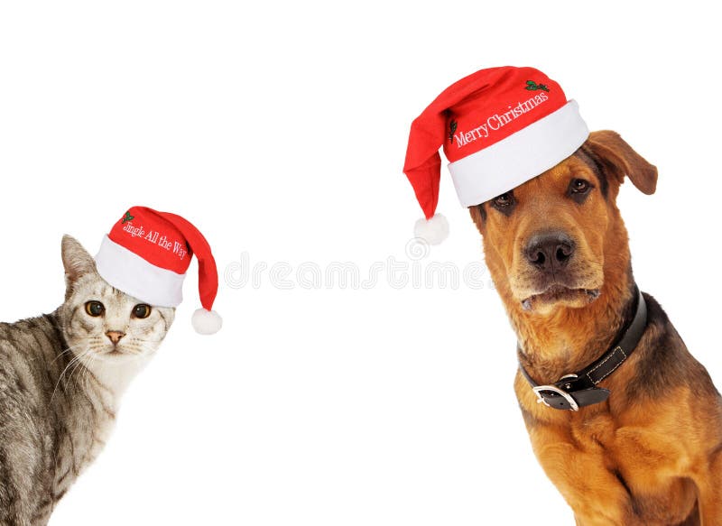Julhund Och Julkatt Med Utrymme För Text Fotografering för Bildbyråer ...