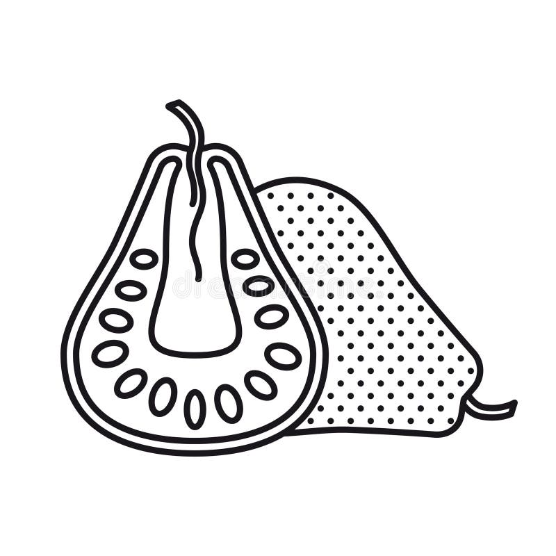 Jackfruit Seeds Stock Illustrations – 174 Jackfruit Seeds Stock ...