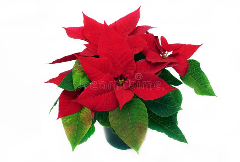 Julblomma arkivfoto. Bild av tillväxt, hälsningar, december - 22302626