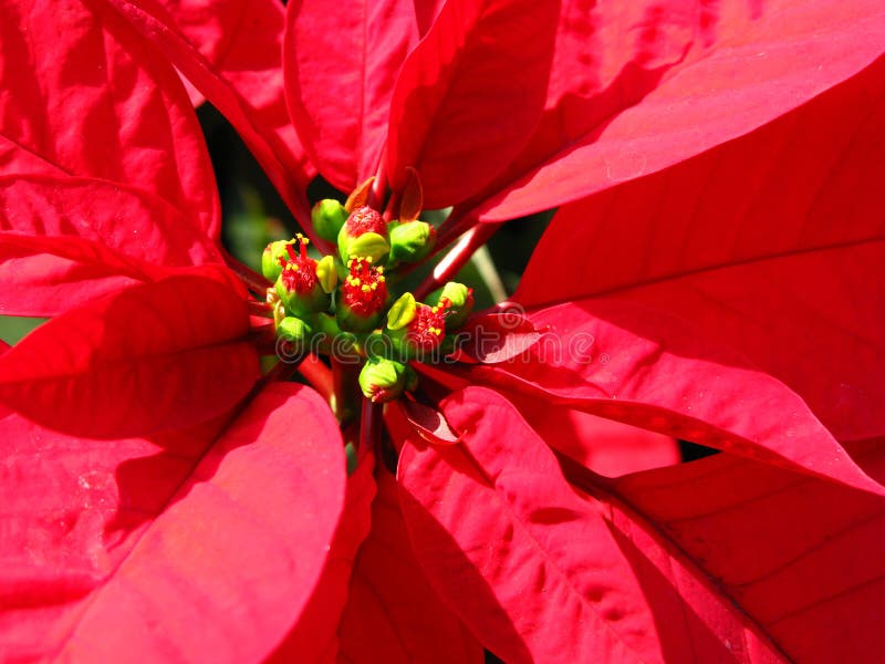 Julblomma arkivfoto. Bild av härlig, färgrikt, fira, vinter - 63137030