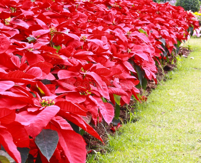 Julblommor arkivfoto. Bild av dekorera, botanisk, tillväxt - 22442884