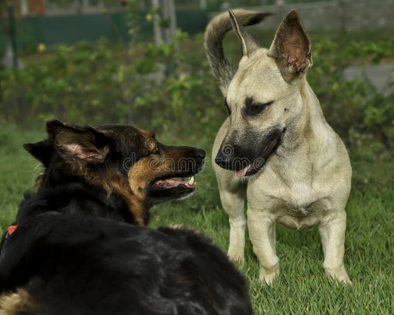 Stray Dogs Stare at Each Other Over the Grass Stock Photo - Image of ...