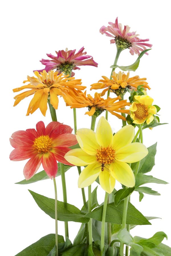 Juli-Blumen stockbild. Bild von betrieb, dekoration, blatt - 20416407