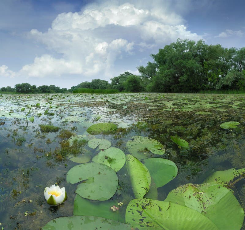 Juli-Wasserlandschaft stockbild. Bild von frech, blätter - 1592437