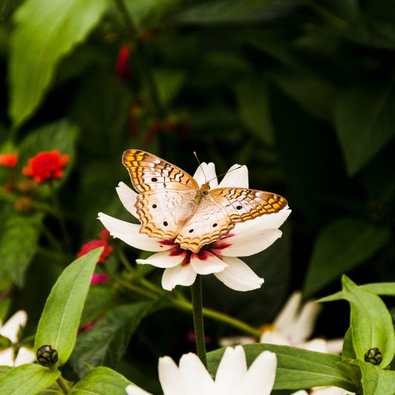 Julia butterfly stock image. Image of natural, butterfly - 32975393