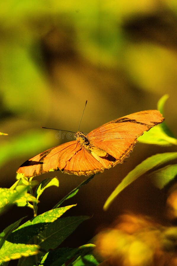 A Julia Butterfly Taking Off from a Leaf Stock Image - Image of ...