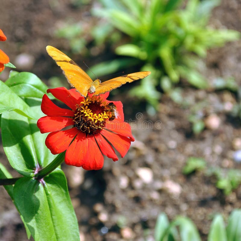 Butterfly and Bee on Flower Stock Photo - Image of flying, garden ...