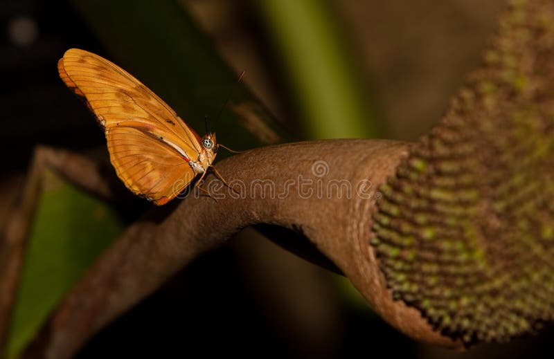 Julia Longwing Butterfly stock photo. Image of iulia - 24194358