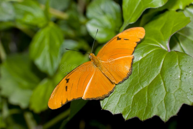 Julia Longwing Butterfly (Dryas Iulia) Stock Image - Image of insect ...