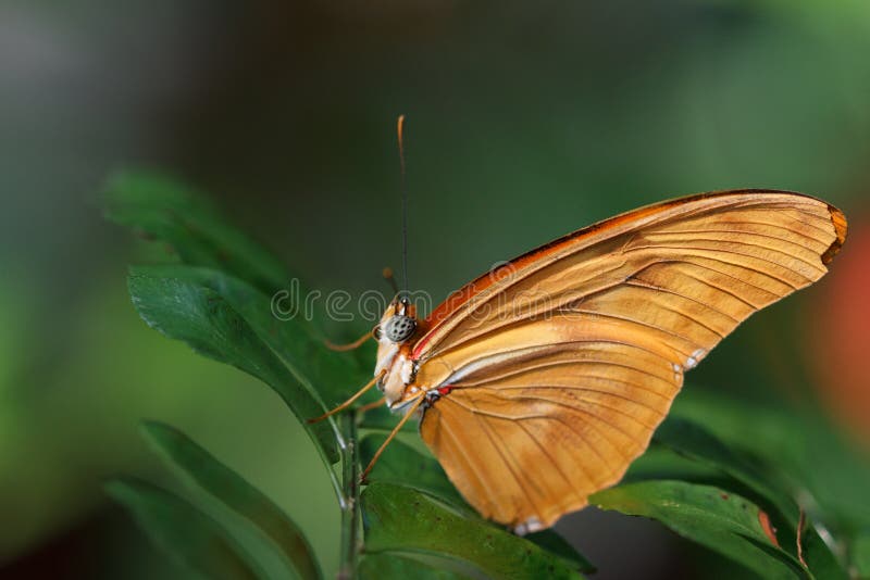 Julia Longwing Butterfly stock photo. Image of fragile - 39428966