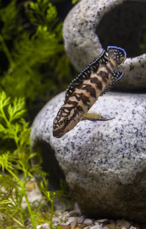 Julidochromis transcriptus stock image. Image of julidochromis - 28480525