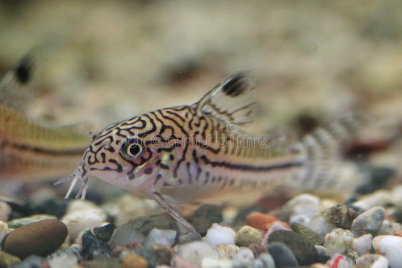 Cory Catfish Corydoras Duplicareus Tropical Aquarium Fish Stock Image ...