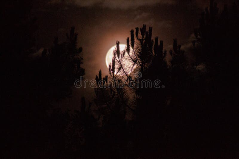 Jully moonlight stock image. Image of silhouette, moonlight - 263037777