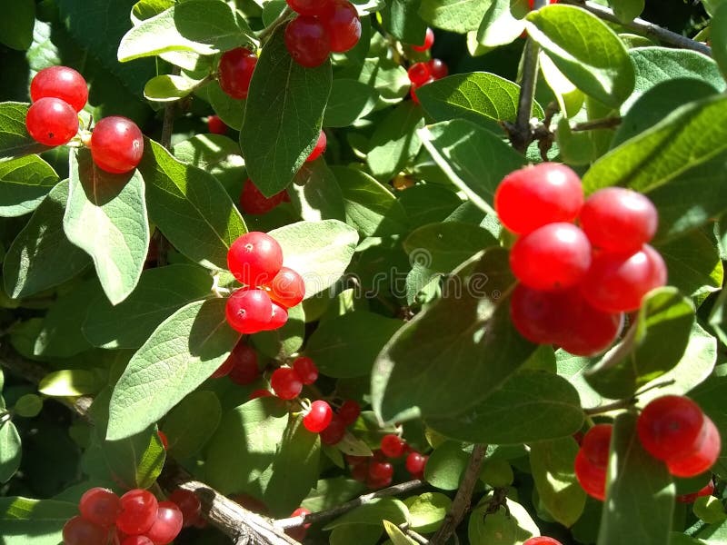 July berries stock image. Image of july, summer, outdoors - 122778359