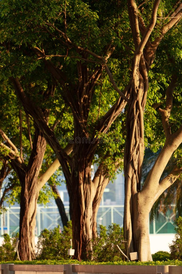 8 July 2007 the Big Tree on the Nature at Outdoor Stock Photo - Image ...