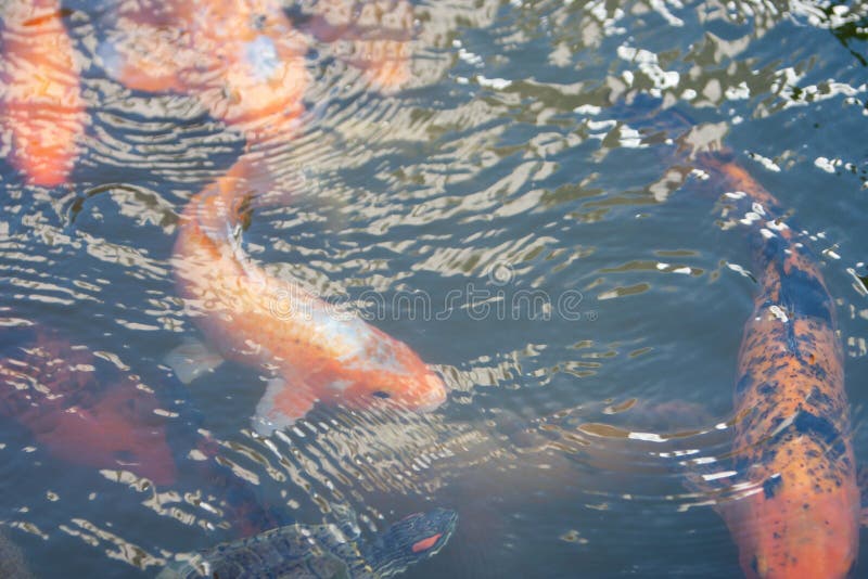 8 July 2007 Colorful Decorative Fish Float in an Artificial Pond, View ...