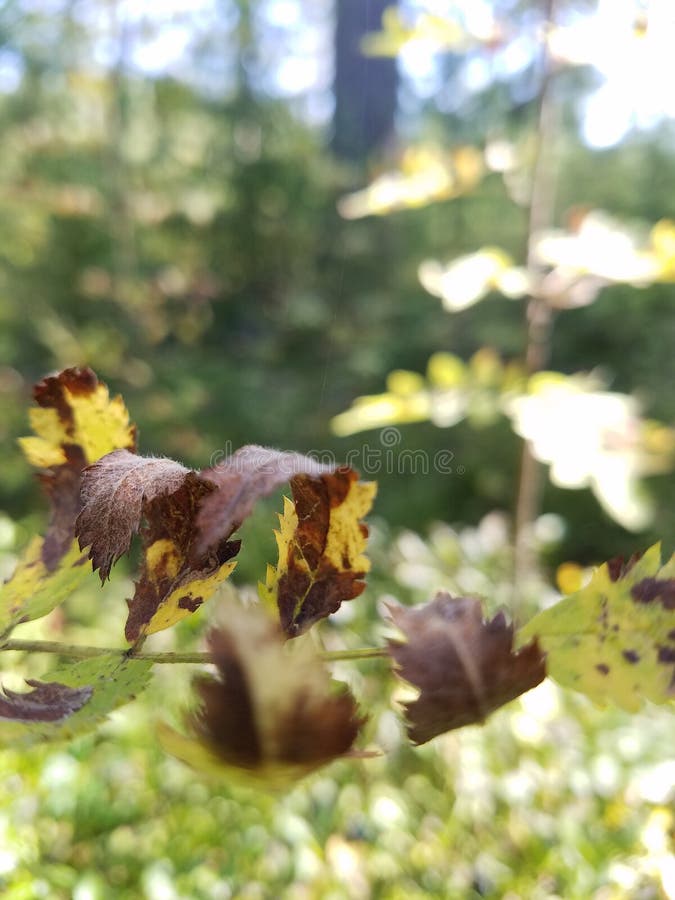 July Forest in Russia. Morning Stock Image - Image of landscape ...
