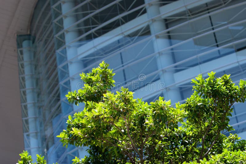 10 July 2007 Glass Wall in the Office Building with Tree Stock Photo ...