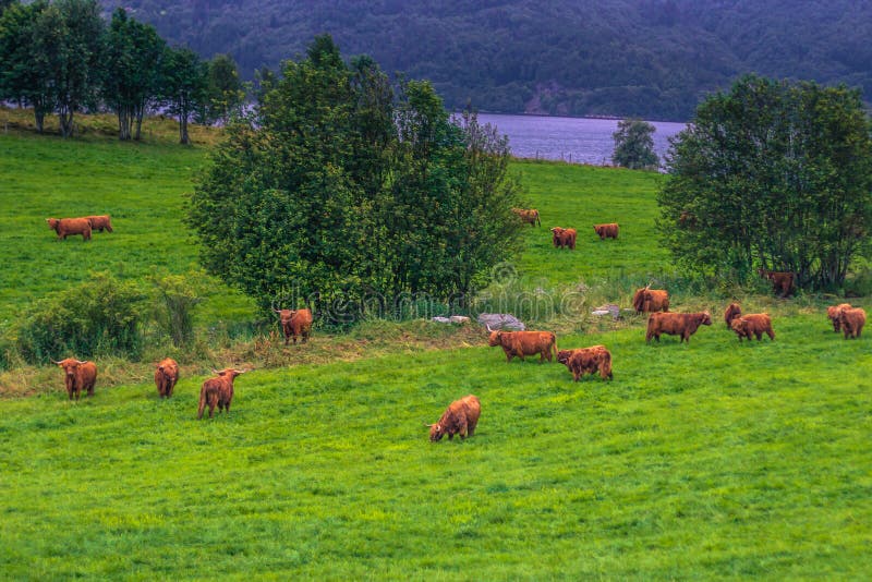 July 26, 2015: Herd of Scandinavian Cows Near Roros, Norway Stock Image ...
