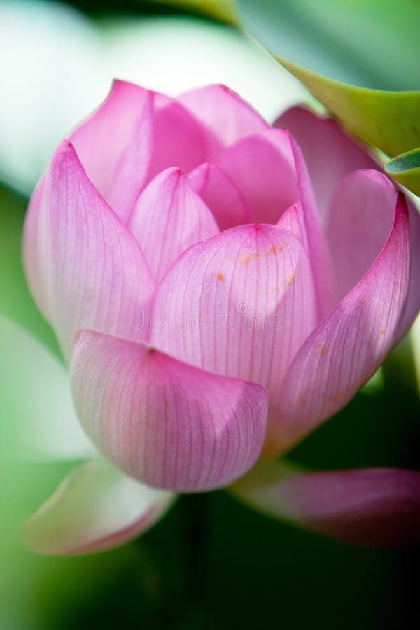 8 July 2007 a Lotus Flower. Root, Green. at Hk Stock Photo - Image of ...