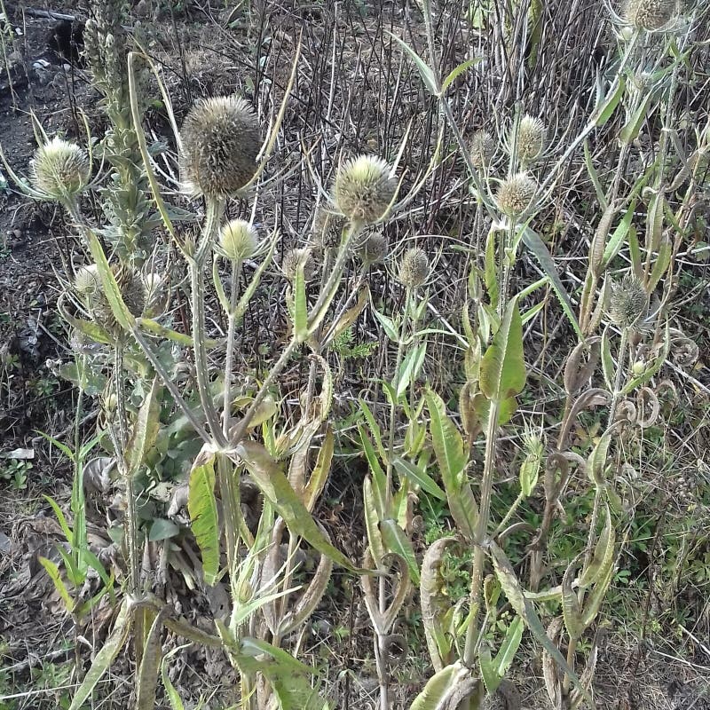 Teasels in Meadow with Blue Sky Stock Photo - Image of meadow ...
