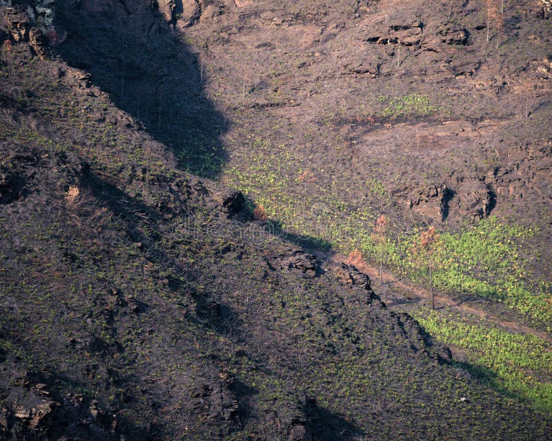 The Green of Life is Quickly Reappearing after the Devastation of the ...