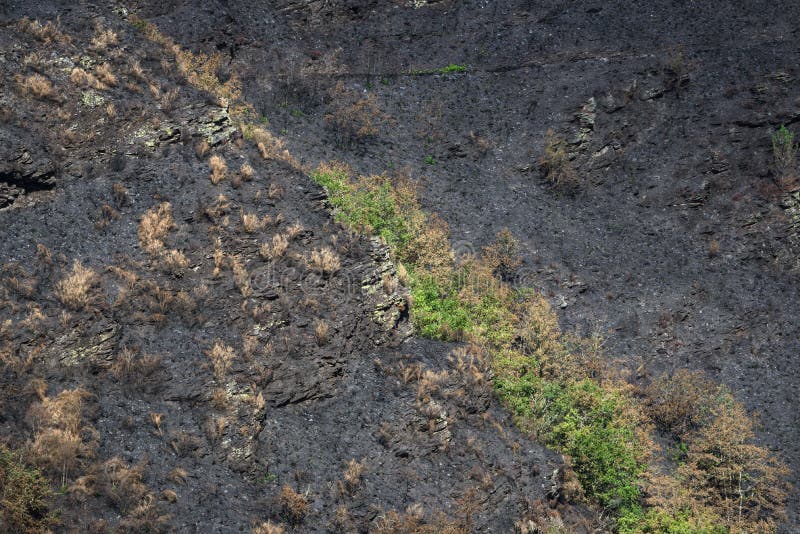 The Green of Life is Quickly Reappearing after the Devastation of the ...