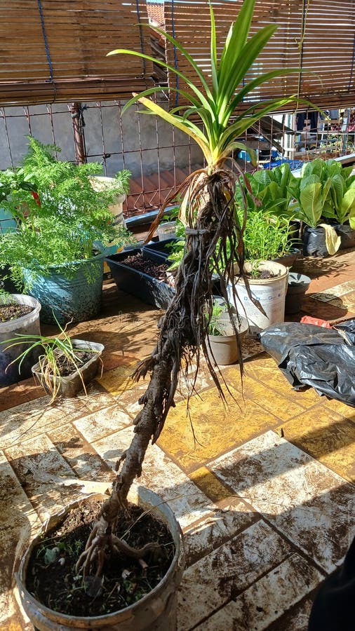 July 2024. Pandanus Plant with Very Long Stem Editorial Stock Photo ...