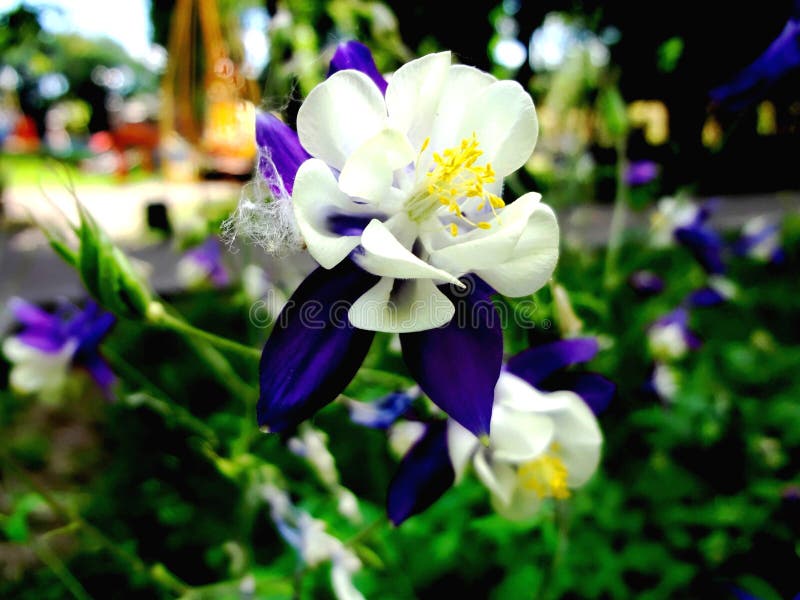 Flowers, July park stock image. Image of summer, gardens - 79526875