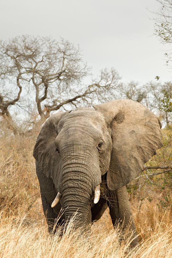 Jumbo stock image. Image of park, tourism, tourist, national - 25702625