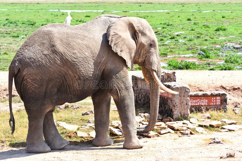 Jumbo Afrikaanse olifant stock foto. Afbeelding bestaande uit olifant ...