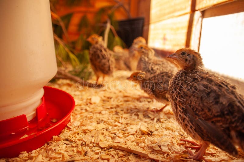 Jumbo Coturnix Quail in a Brooder Stock Image - Image of outdoors ...