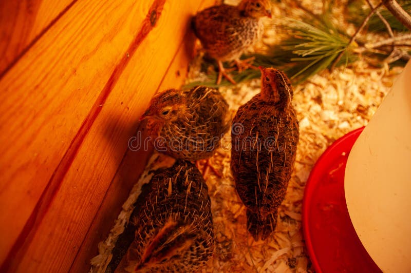 Jumbo Coturnix Quail in a Brooder Stock Photo - Image of agricultural ...