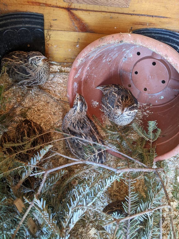 Jumbo Coturnix Quails in a Brooder Stock Photo - Image of family ...