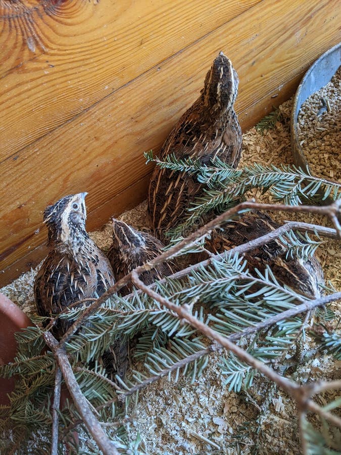 Jumbo Coturnix Quails in a Brooder Stock Image - Image of brooder ...