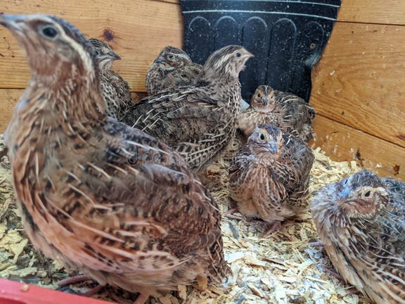 Jumbo Coturnix Quails in a Brooder Stock Photo - Image of domestic ...