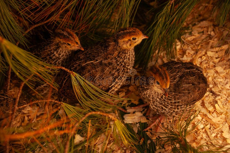 Jumbo Coturnix Quails in a Brooder Stock Photo - Image of brooder ...