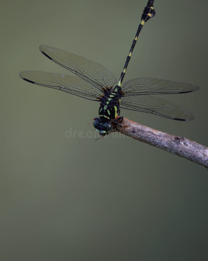 Jumbo Dragonfly on Tree Branch Stock Photo - Image of damselfly ...