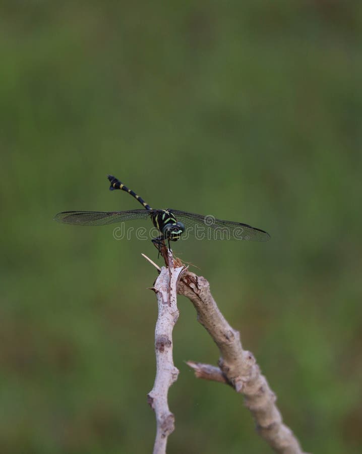 Jumbo Dragonfly on Tree Branch Stock Photo - Image of portrait, tree ...